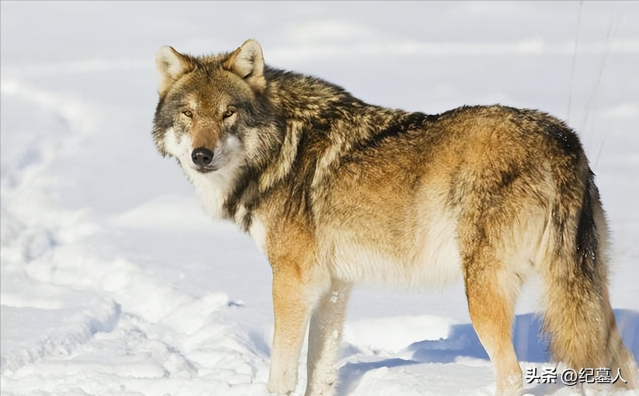 In 1964, the armed police encountered ferocious wolves. The soldiers ...