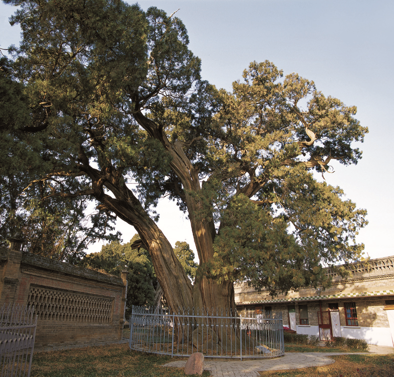 The 5 oldest trees in China, each over 5,000 years old, and all in one ...