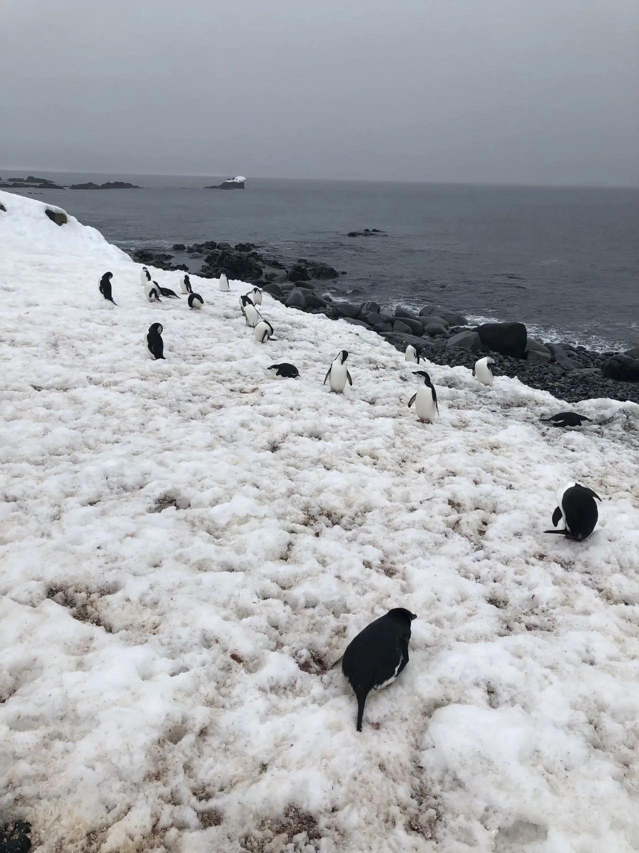 Zhou Guoping's Antarctic Journey - iNEWS