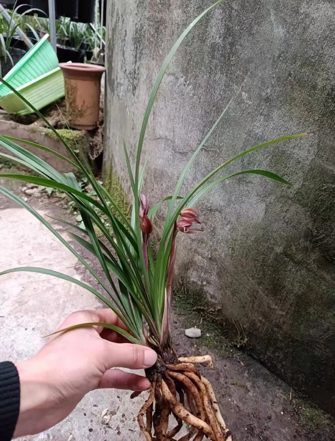 The first step of the orchid cultivation plan: select seedlings ...