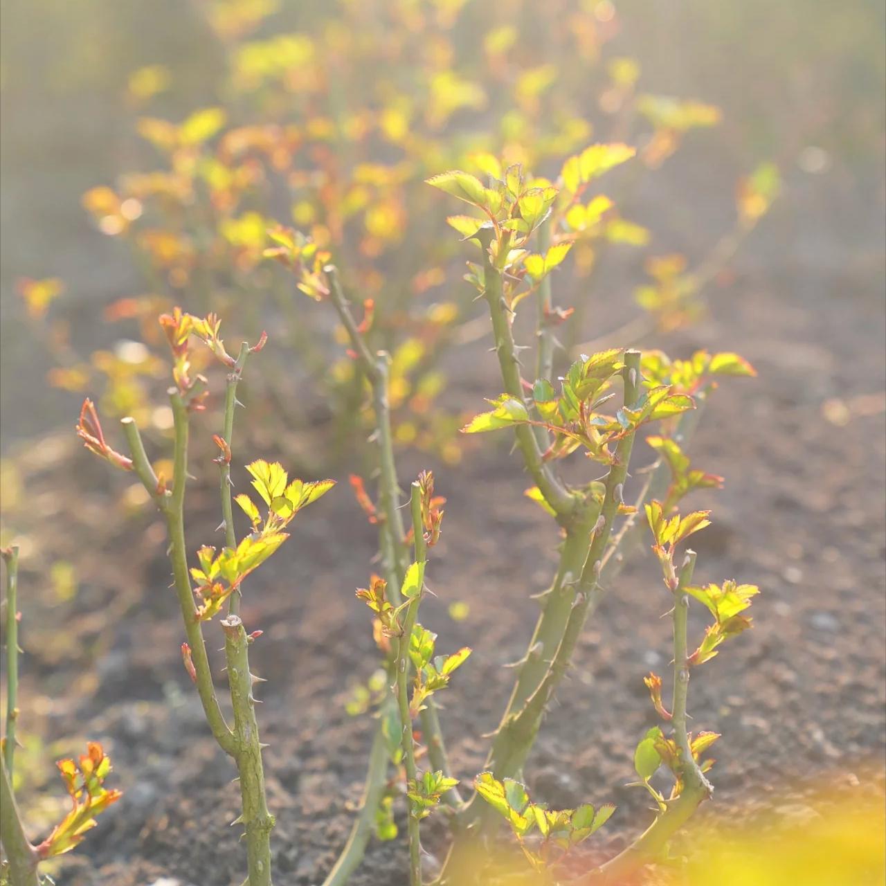 Fertilize the rose in this way, the flowers will continue to bloom, and ...
