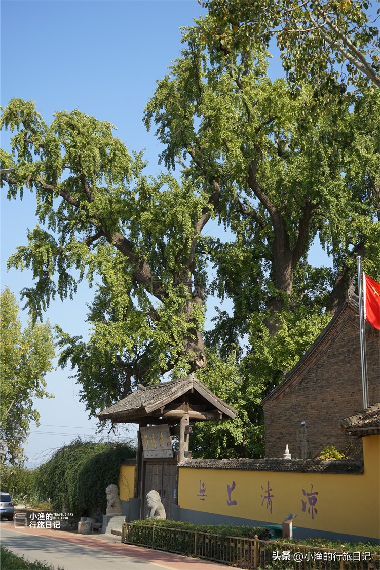 magic!This 1700-year-old ginkgo tree in Qinling Mountains, Xi'an, is a ...