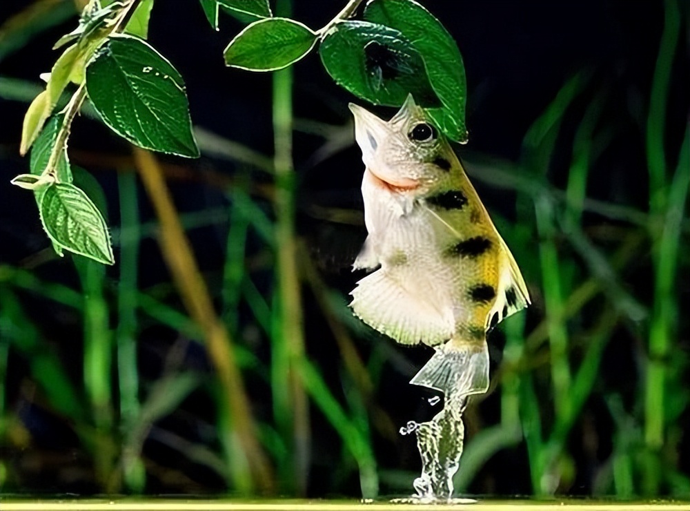 It is the sharpshooter among the fish, how the archerfish shoots the ...