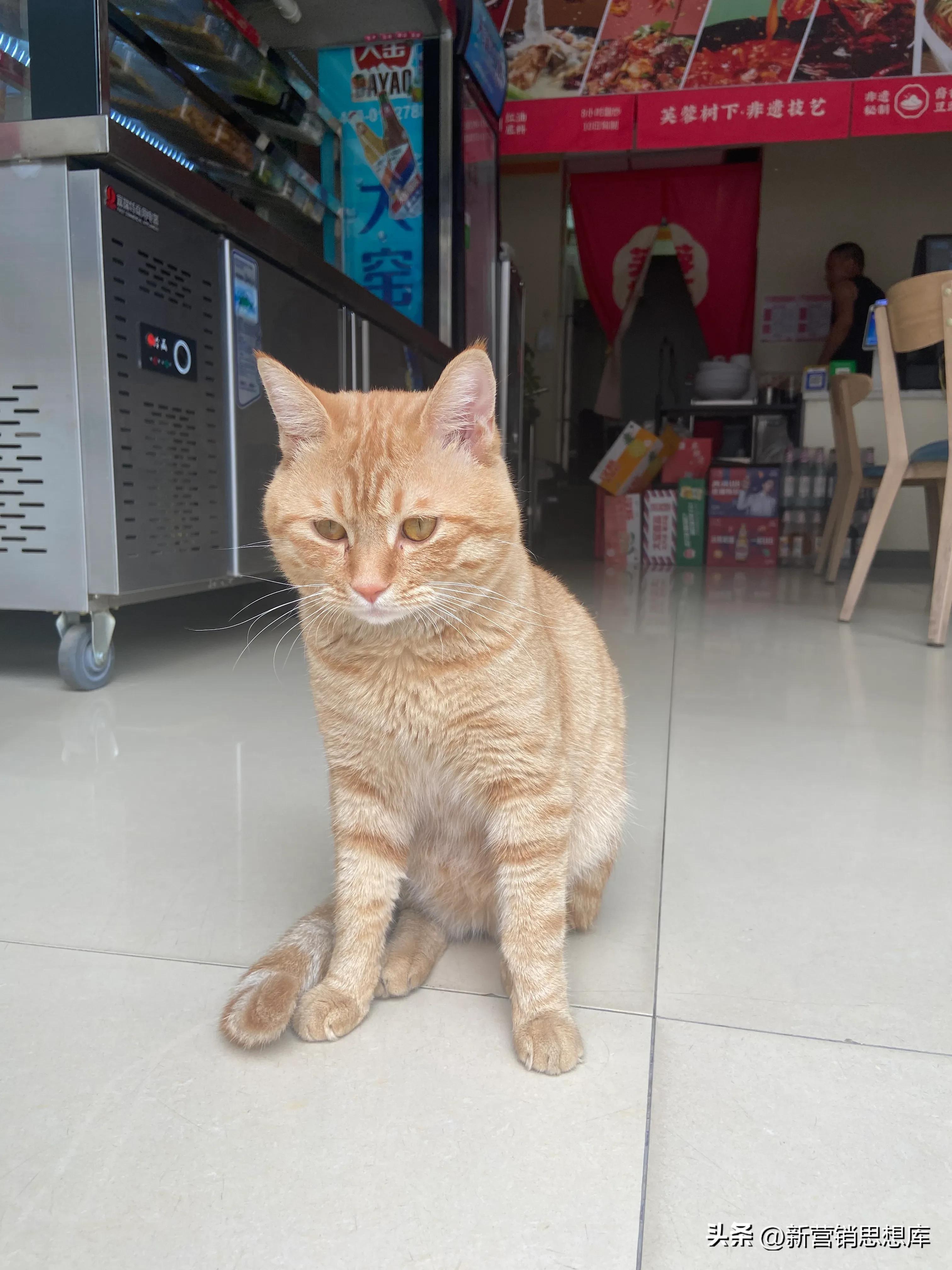 Who made the Legend of Phoenix? (two) - iMedia