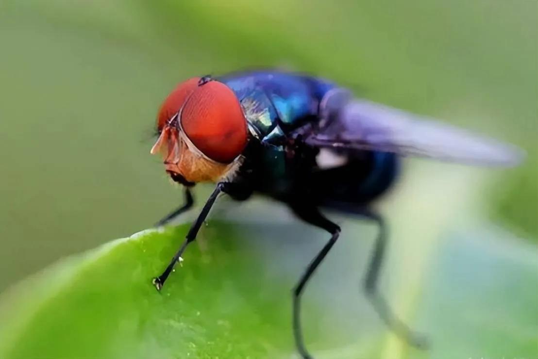 What is the use of flies on earth? Will there be any serious ...