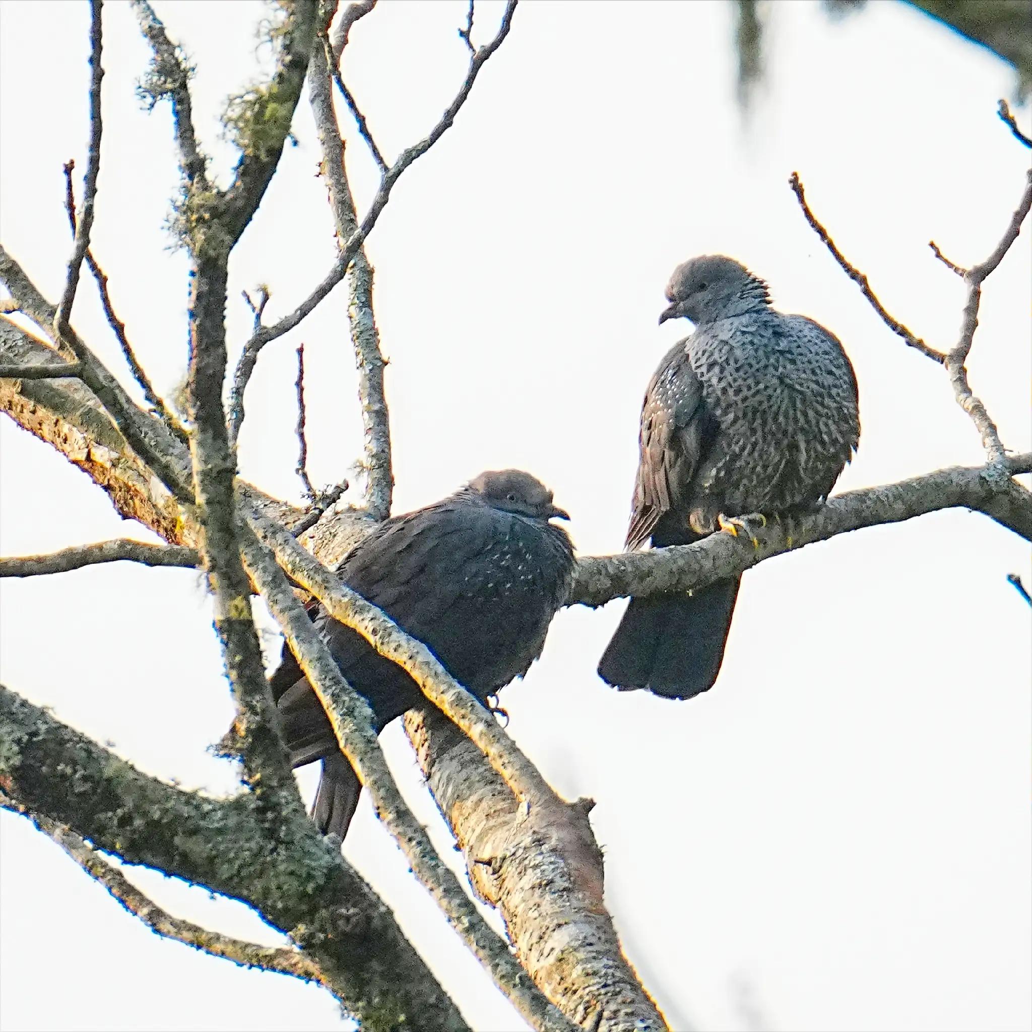 Bird Watching in Southwest Yunnan 8 Households Sahu Scavenger Ruili ...