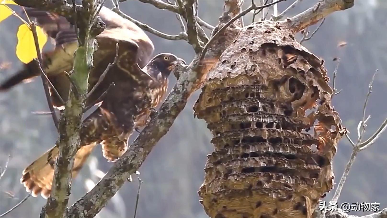 Two bee eagles invaded the hornet's nest on the tree, not only are they ...
