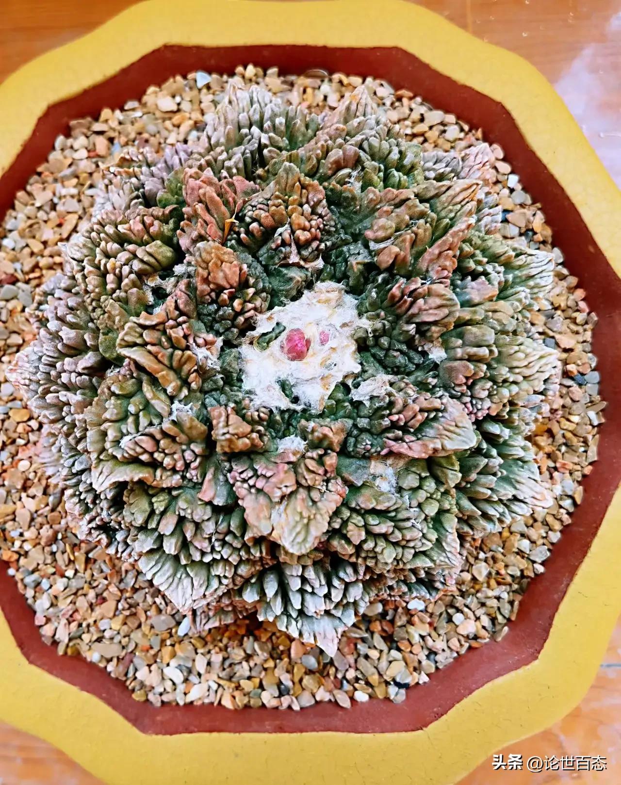 Season 101 German botanist Karl Moritz Schumann - iNEWS