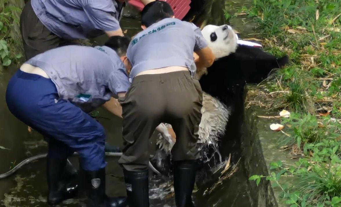 Midea officially announced the adoption of the giant panda Yu Ke Yu Ai ...