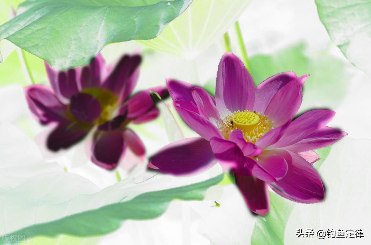 Summer crucian carp killer: homemade sour wheat grains - iMedia