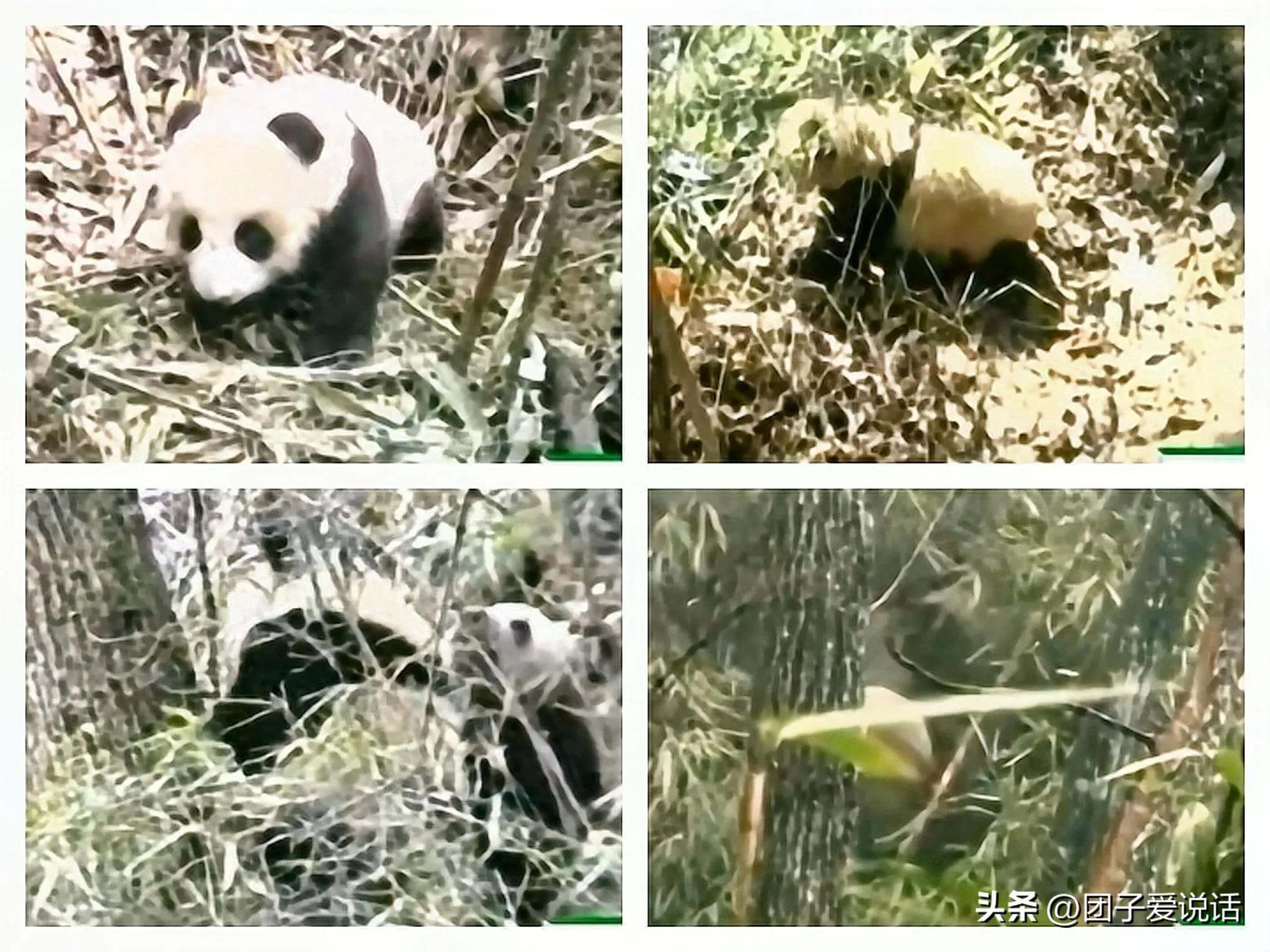 There is a story about the giant panda "Jiaojiao" and Professor Pan ...