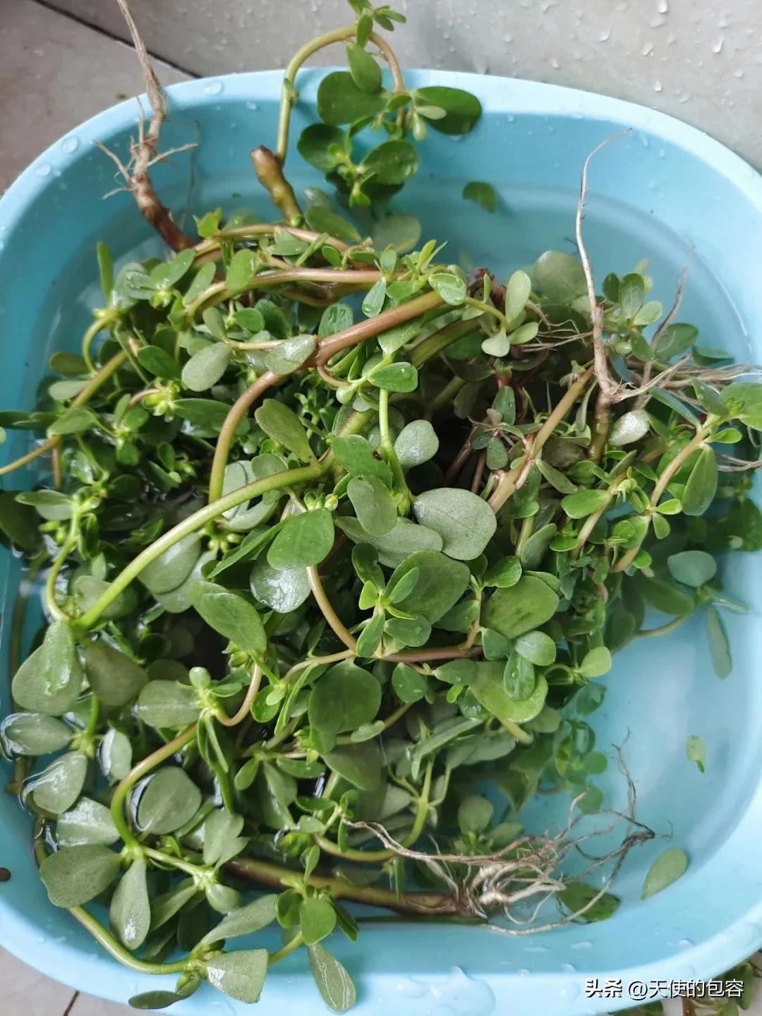 "Purslane" is a treasure, it can be used to boil water to drink, or it ...