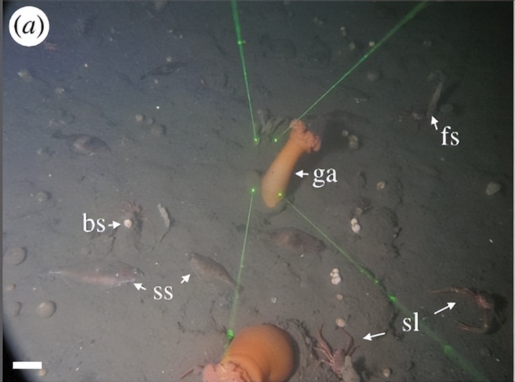 VENUS Cable Observatory Witnesses: Who is the master of "PlayerUnknown ...