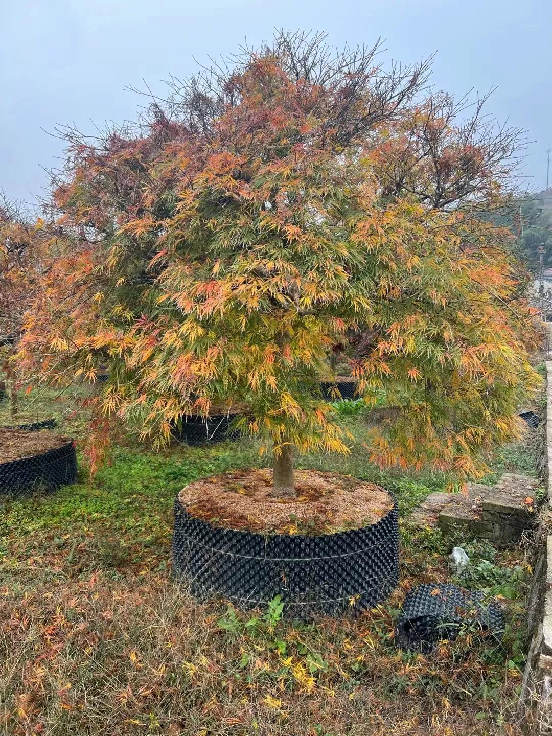 Friends who have a garden want to plant a feather maple - iNEWS