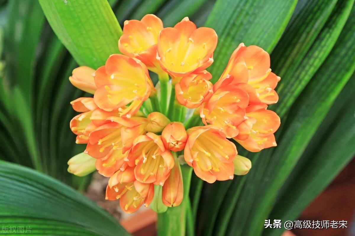 How to deal with the rot problem in the middle of Clivia leaves - iMedia