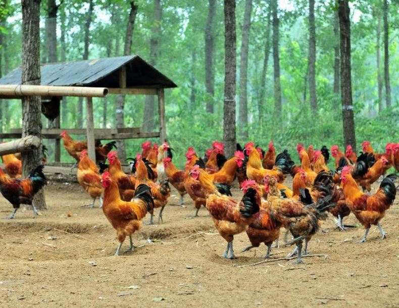 Which is better to raise ducks or chickens? Is it better to raise ...