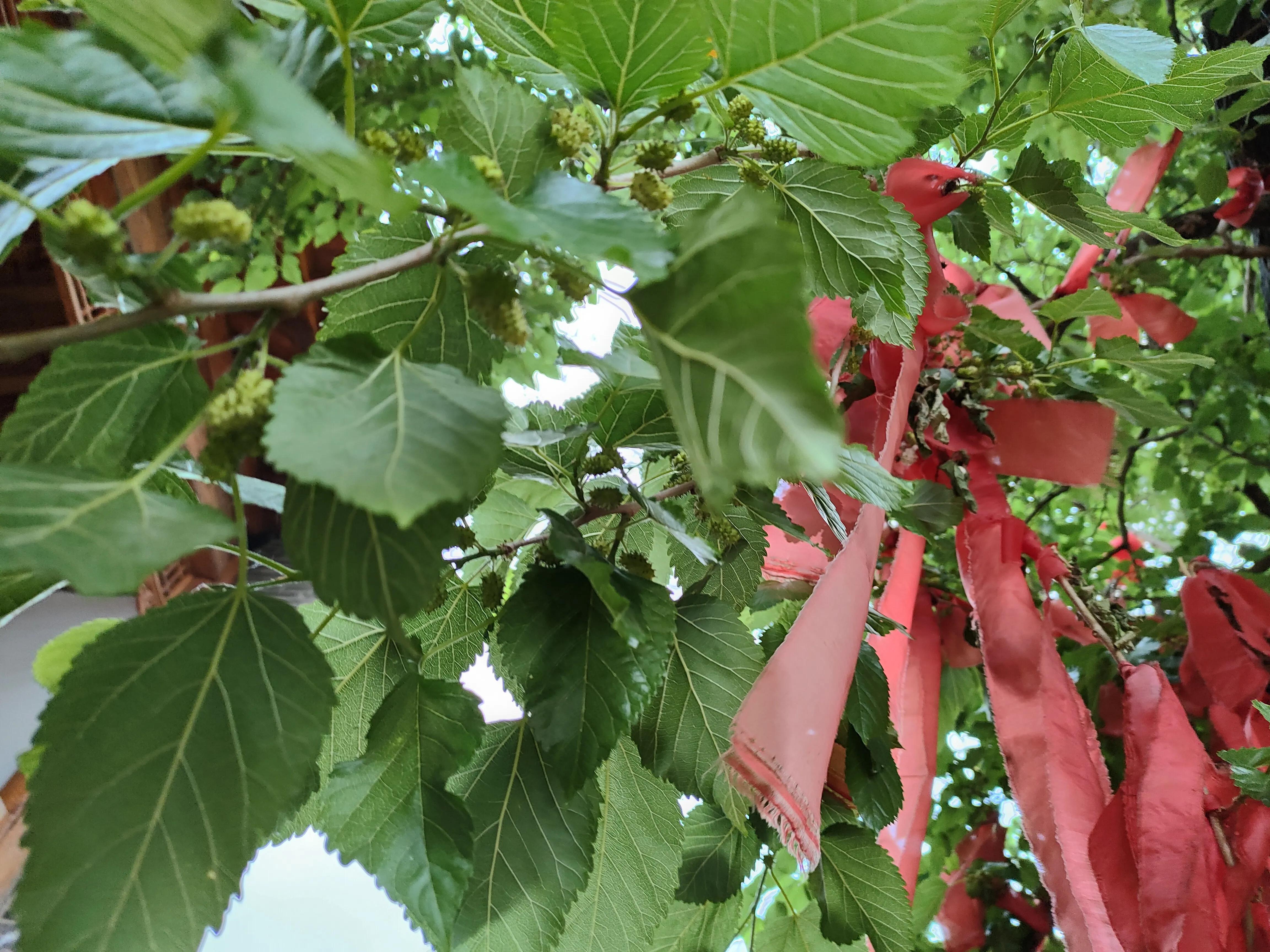 Endless days - iNEWS