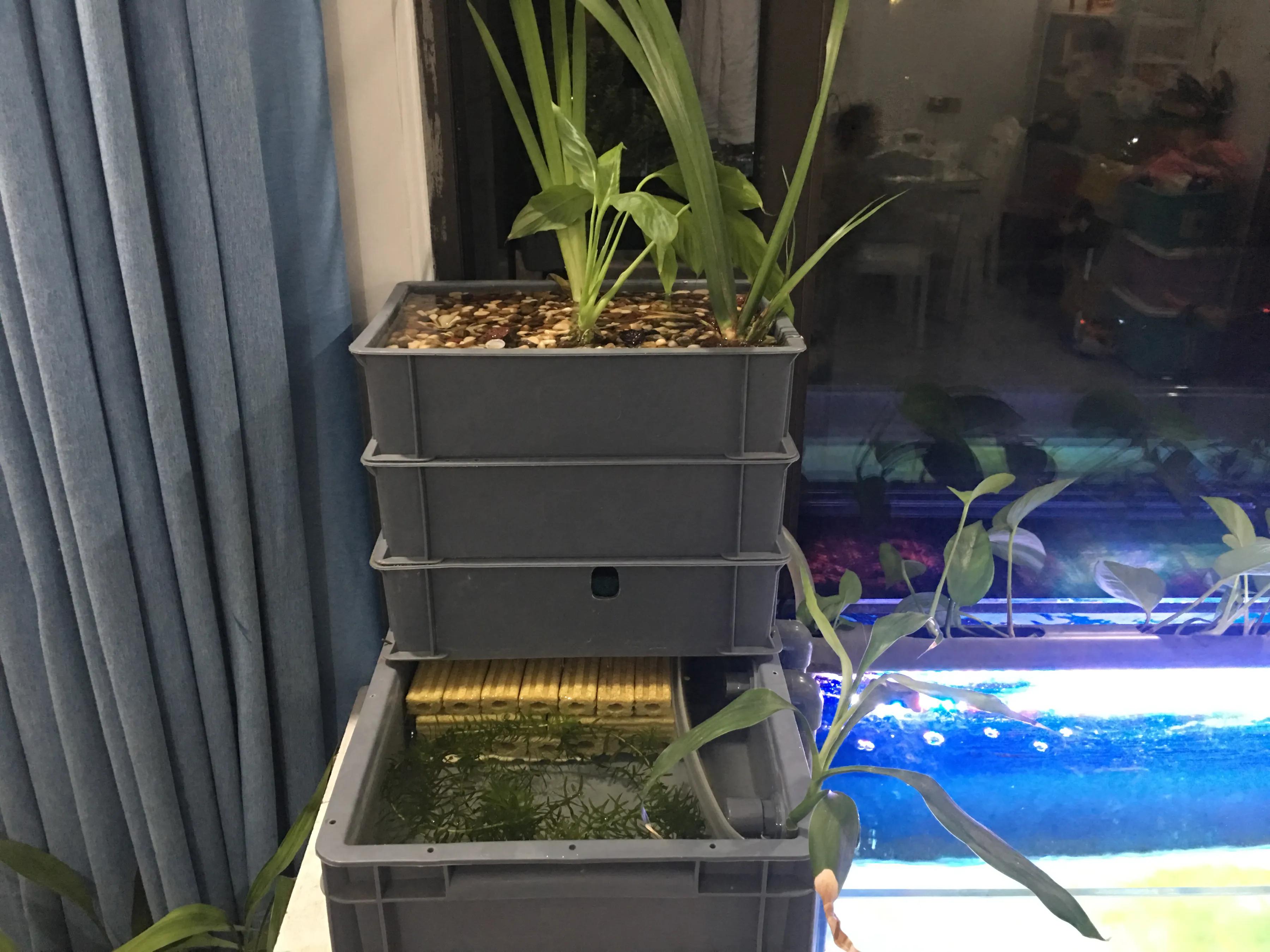 My fish tank ecological filtration system is swamp filtration, trickle ...