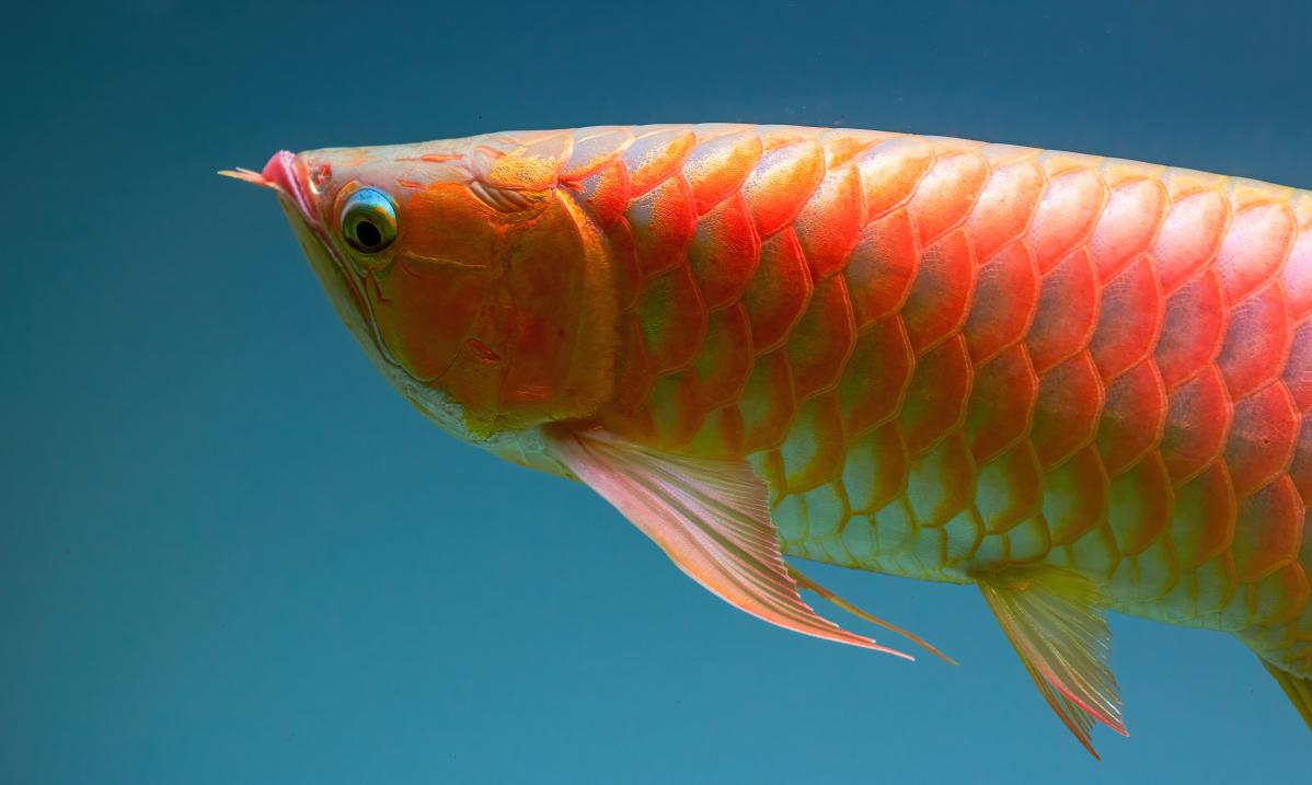Save the Arowana! How to solve the problem of self-biting tail? - iNEWS