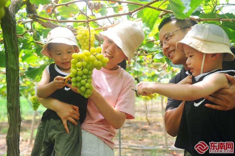 Jian'ou: Sunshine rose grapes are picked in the beginning of autumn - iNEWS