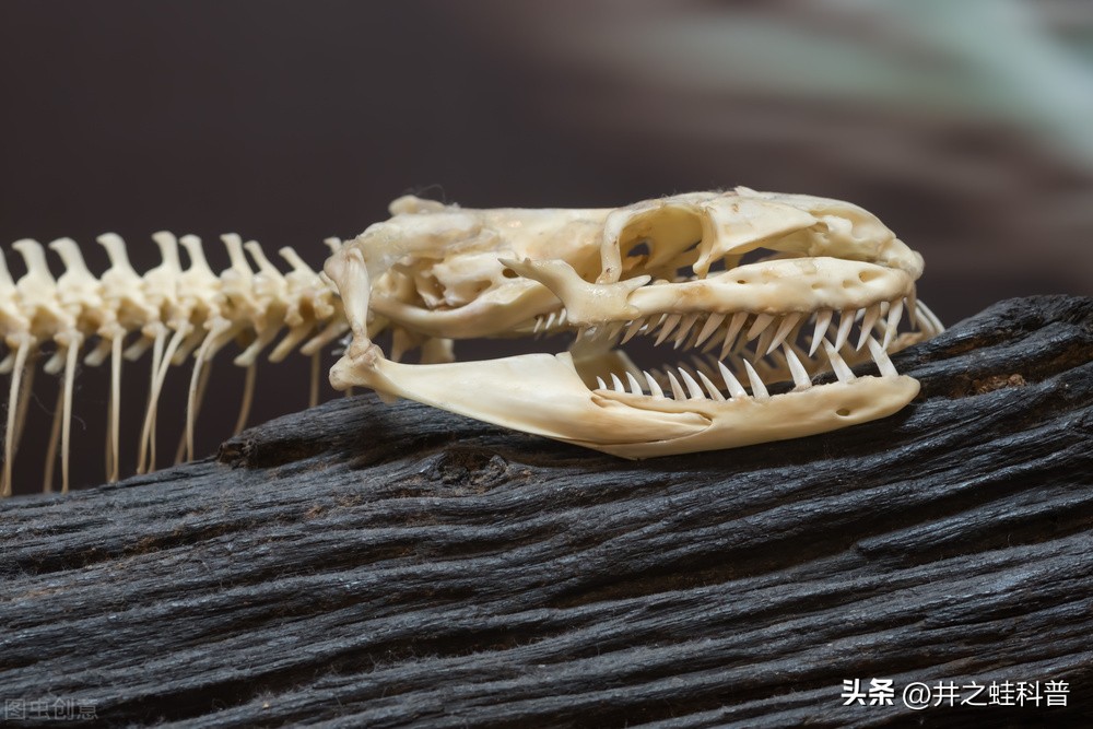 The three most terrifying giant snakes in ancient times, if they live ...