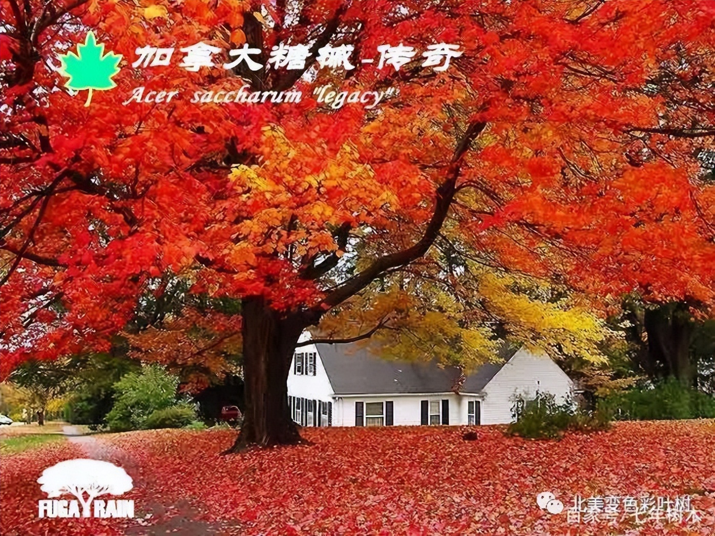 Canada's national tree - the Canadian sugar maple, with gorgeous autumn ...