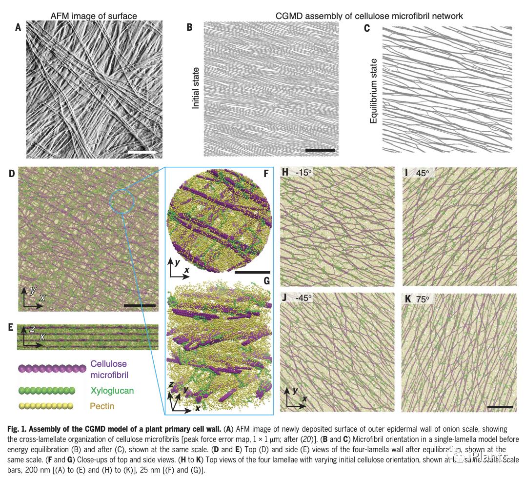 "Science"The molecular mechanism of plant cell wall is both strong and ...