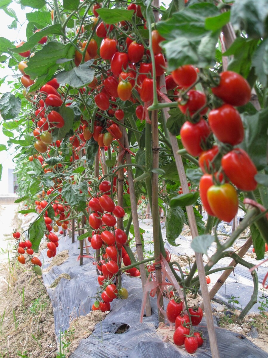 Seven Laws Vegetable Flowers - iMedia