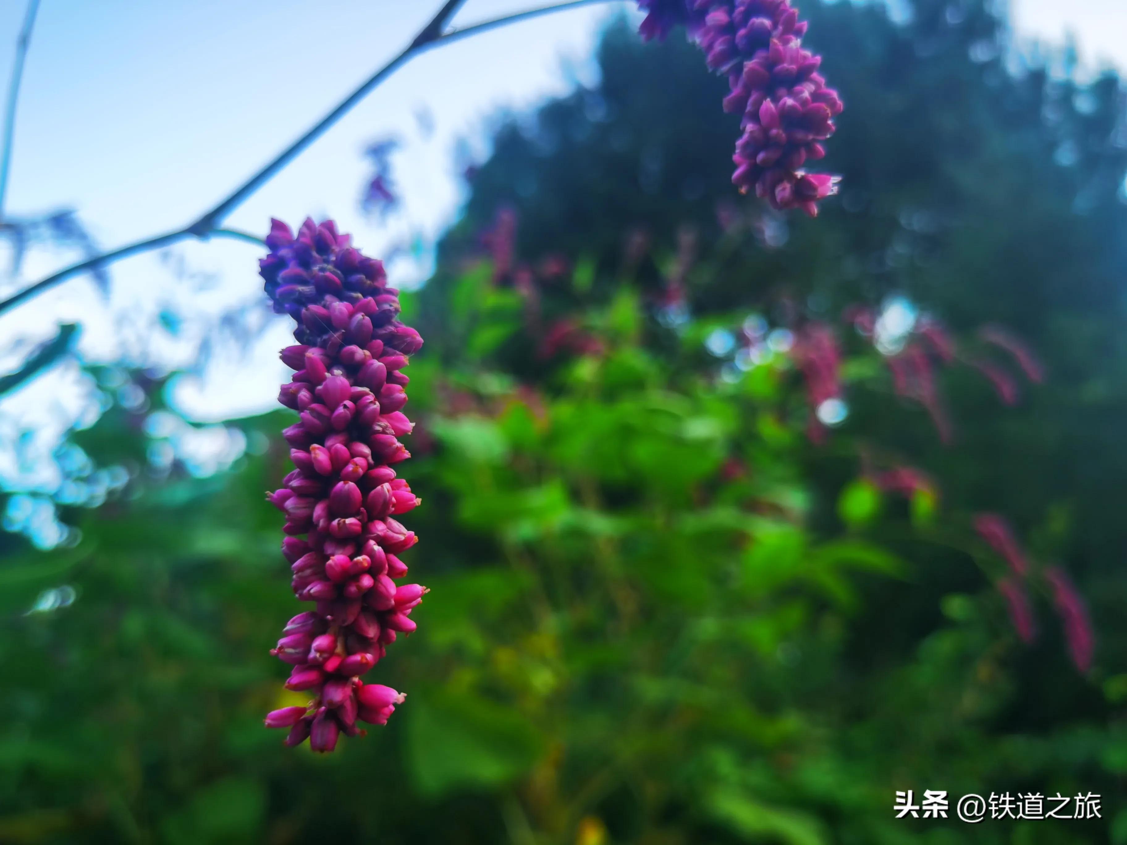 Herb sticky mallow - iNEWS