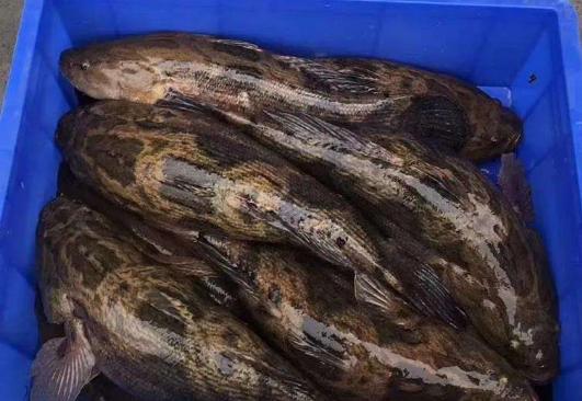 Bamboo shell fish: It is often regarded as a native fish, but it is ...