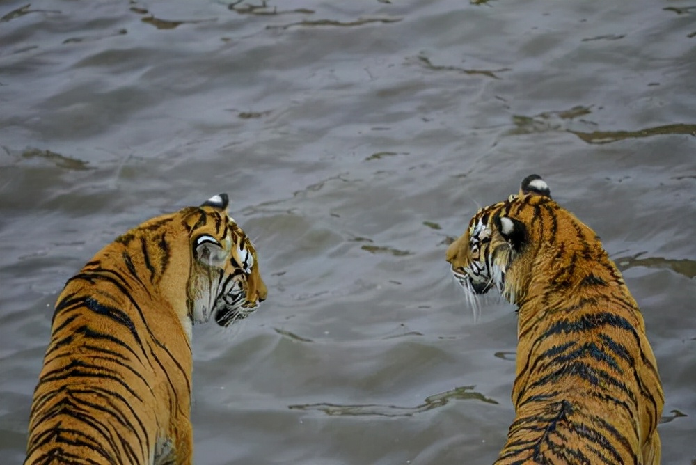 Why do male tigers and female tigers fight briefly after mating?why is ...