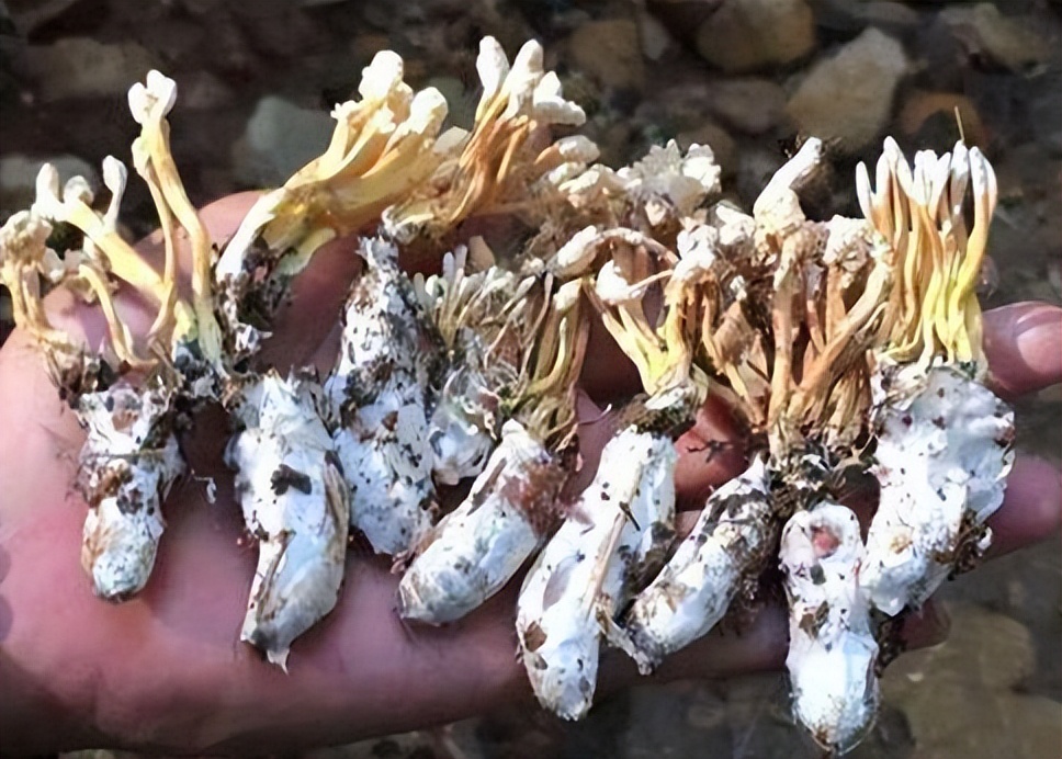 What is cicada flower?What does it have to do with Cordyceps sinensis ...