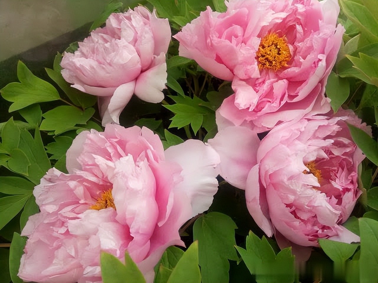 When you were born in what month, there will be a "Flower God" to ...