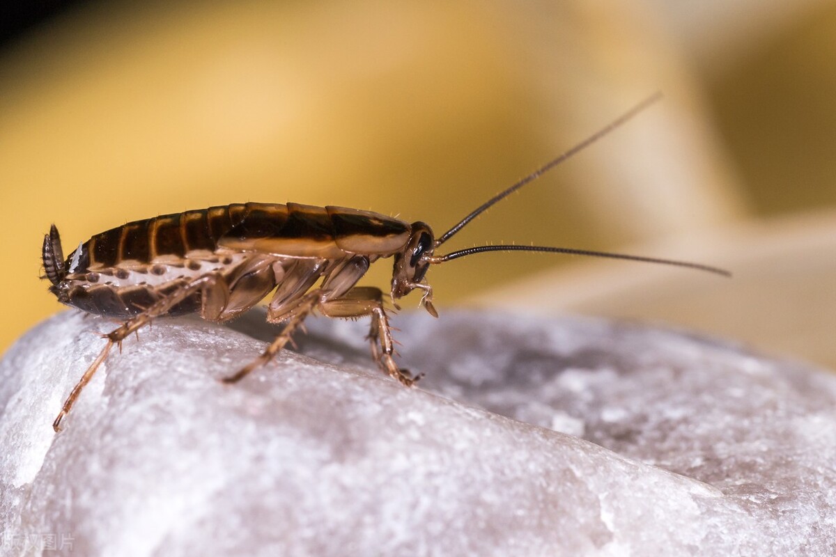 Be careful, your kitchen may already be a cockroach-infested area! - iNEWS