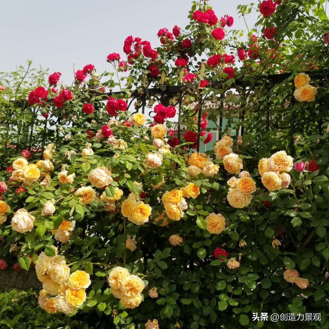 How to plant roses in the garden? Do these things well, and the flowers ...
