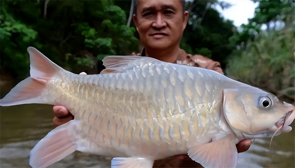 10 kinds of top edible fish in the world, how many of them come from ...