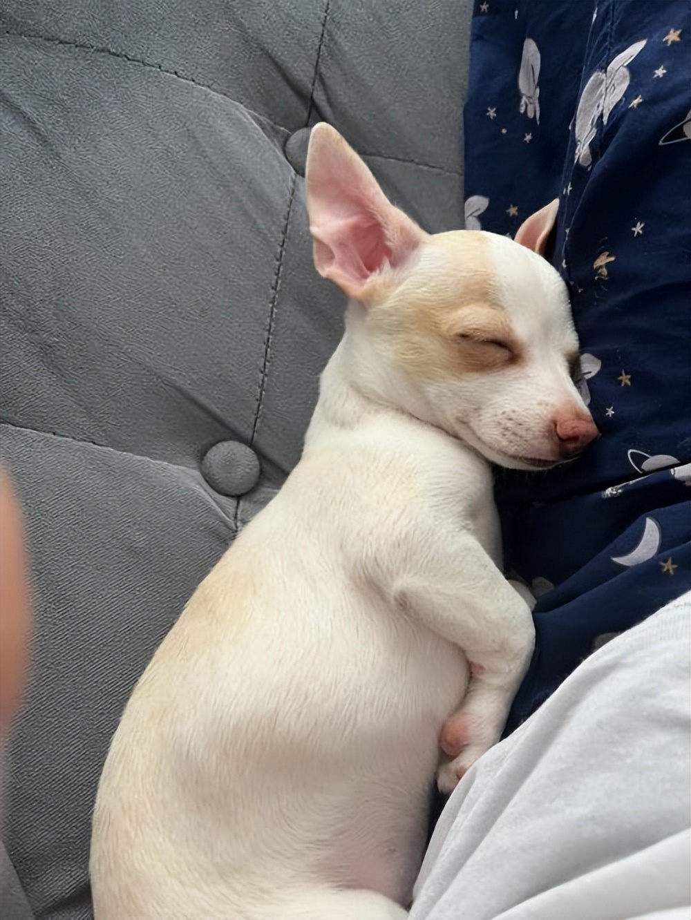 The 5 "most clingy" dogs have no sense of boundaries, and I can't wait ...