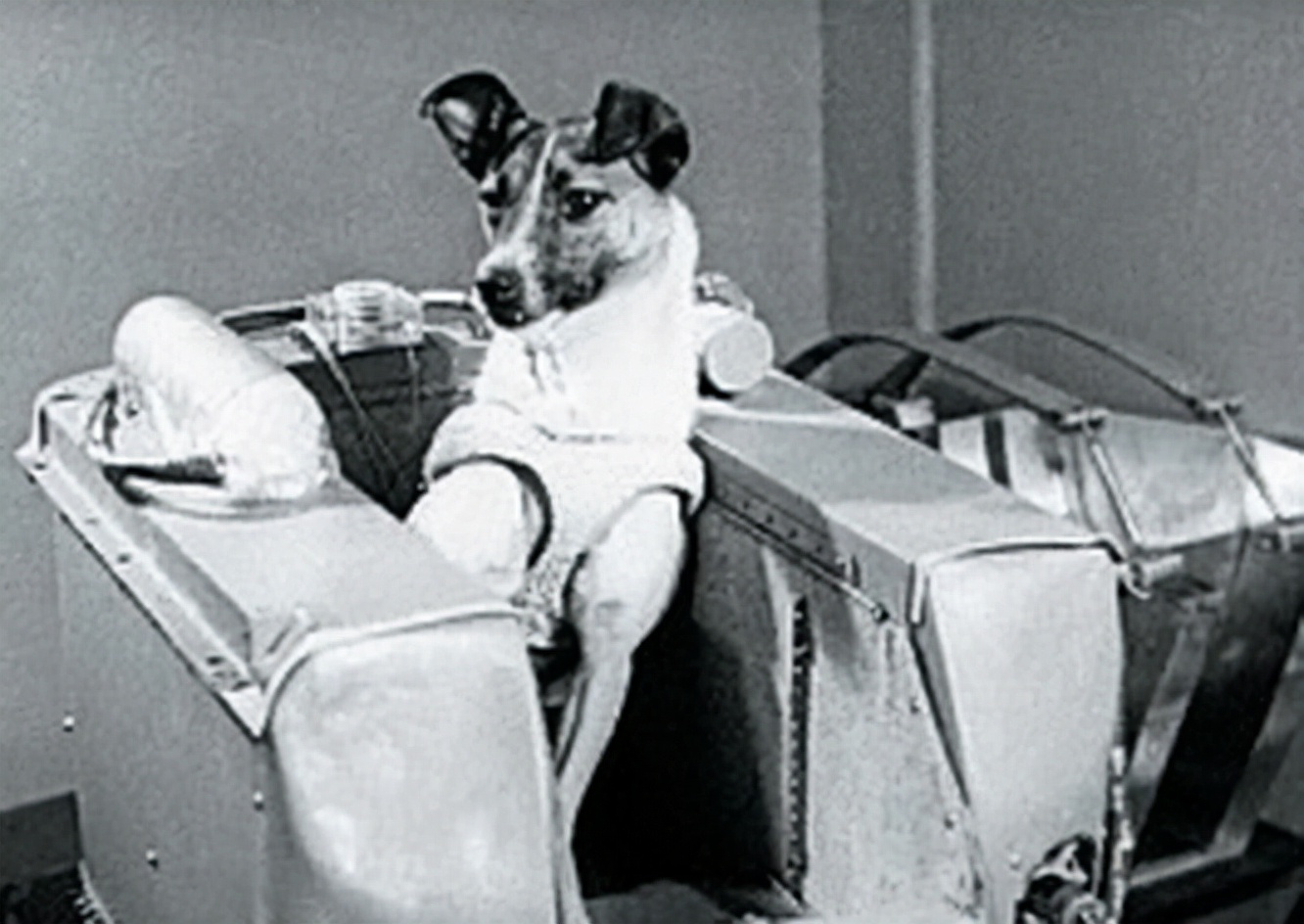 Lycra: the only dog that died when sent into space - iNEWS