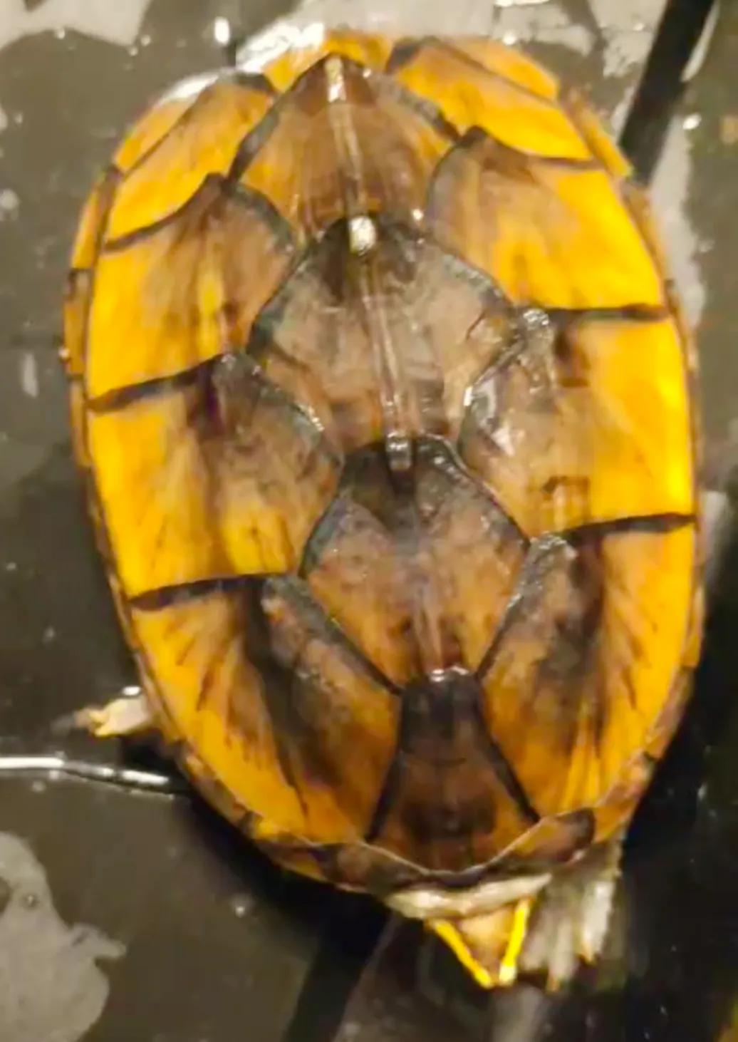 The new darling of the times, which is good-looking, fun and easy to ...