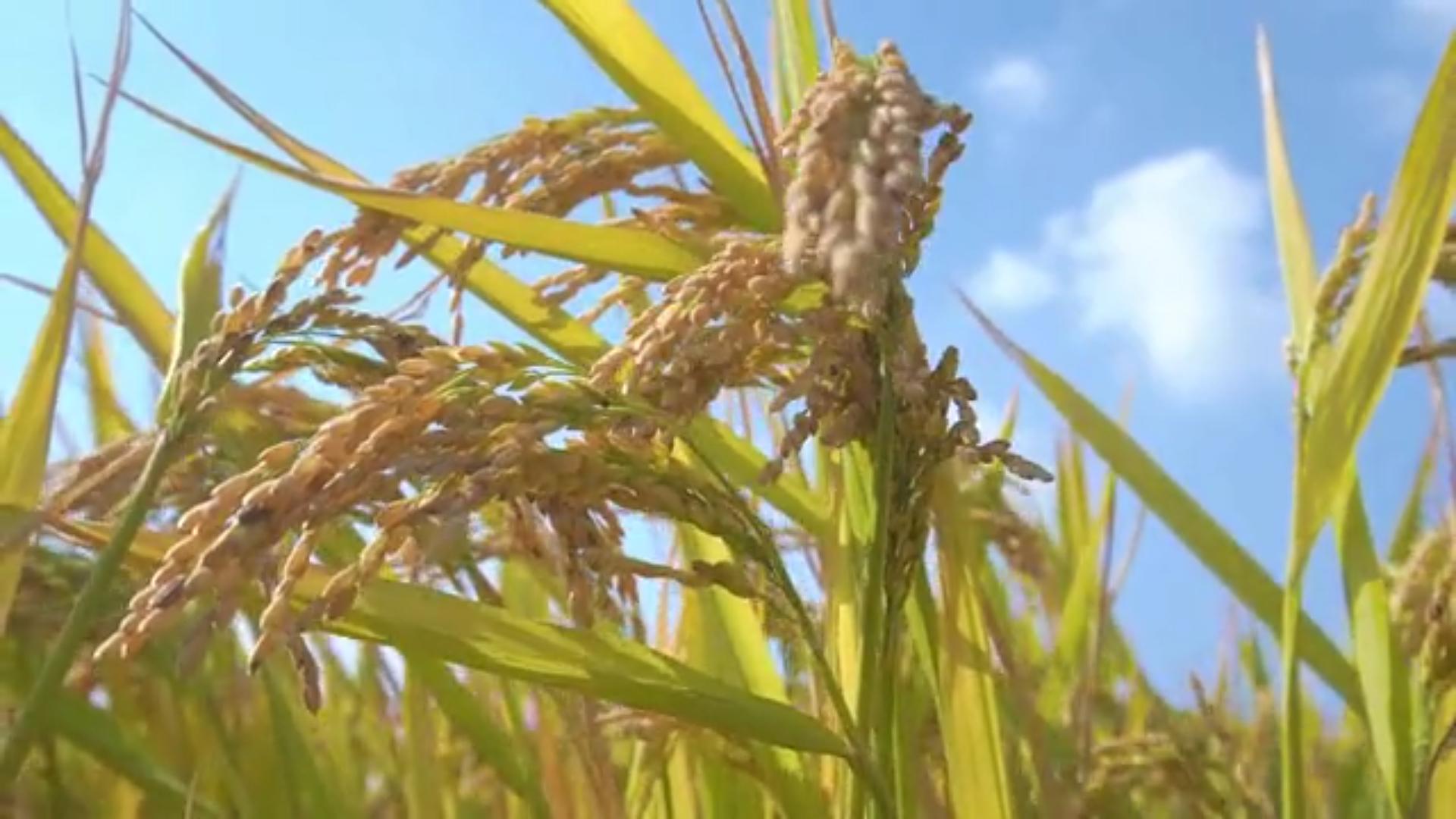 Smart India has started to speculate on rice again, and global food is ...