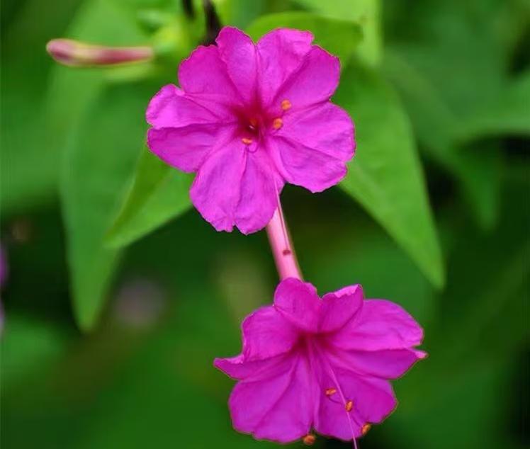 A plant in the countryside, known as the mine flower, was used to make ...