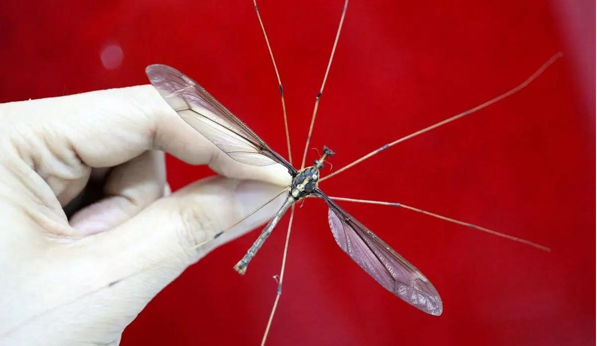 Why are genetically modified mosquitoes released in many countries? Can ...