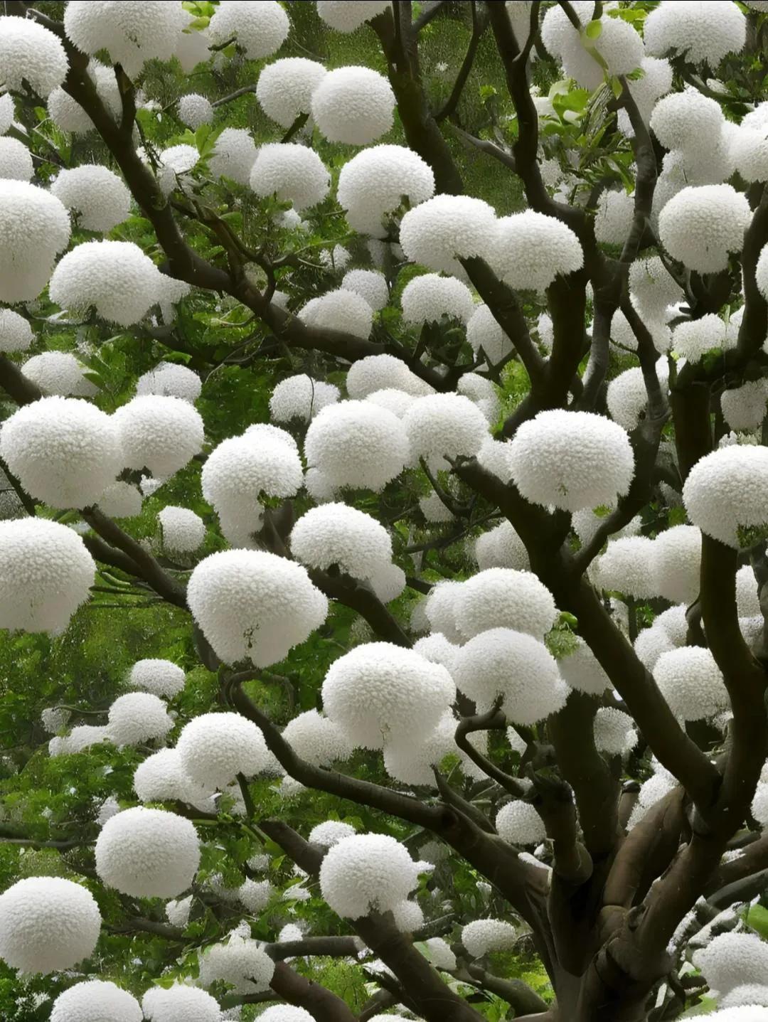 Amazing "Cotton Tree" - iMedia
