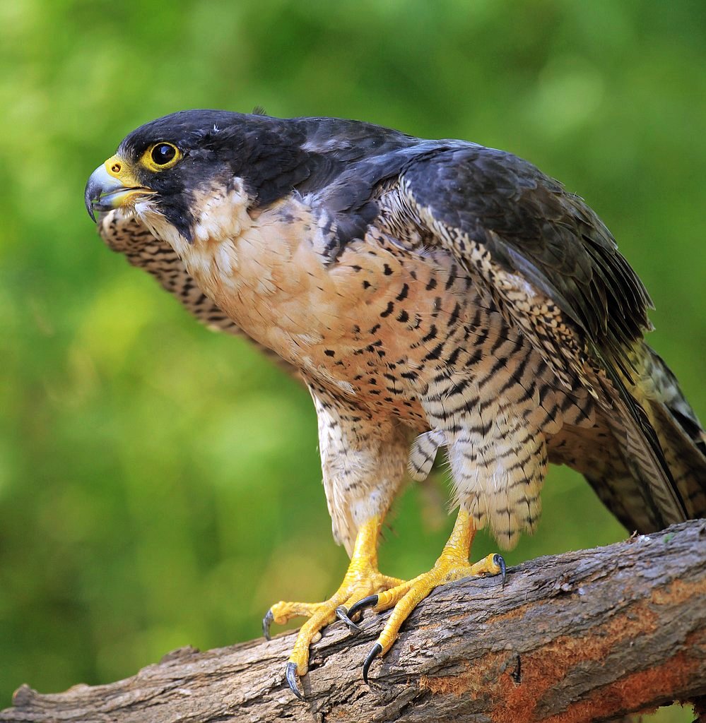 Behavioral characteristics and adaptability of peregrine falcons in the ...