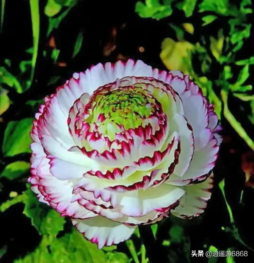 Colorful ranunculus, delicate and charming, noble and elegant, very ...