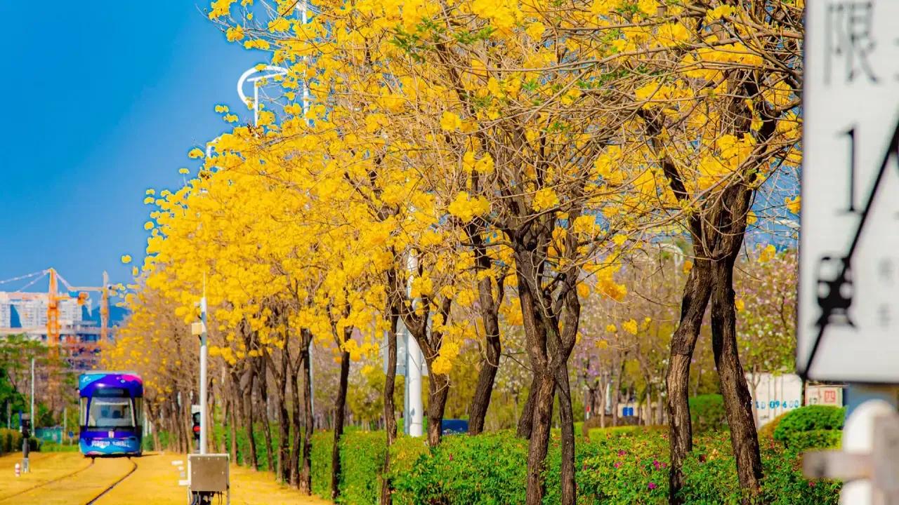 Guangzhou in March is full of flowers and beautiful!Amazing spring, but ...