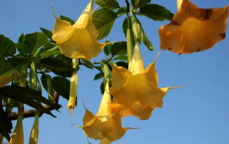 Li Shizhen who tried medicine by herself - iNEWS