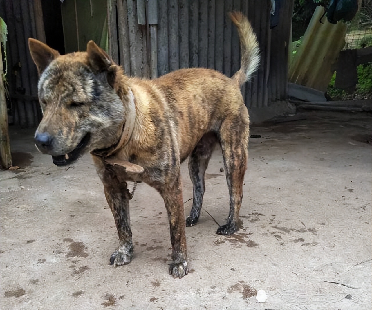 These 6 famous "Chinese pastoral dogs", which one do you like? - iMedia