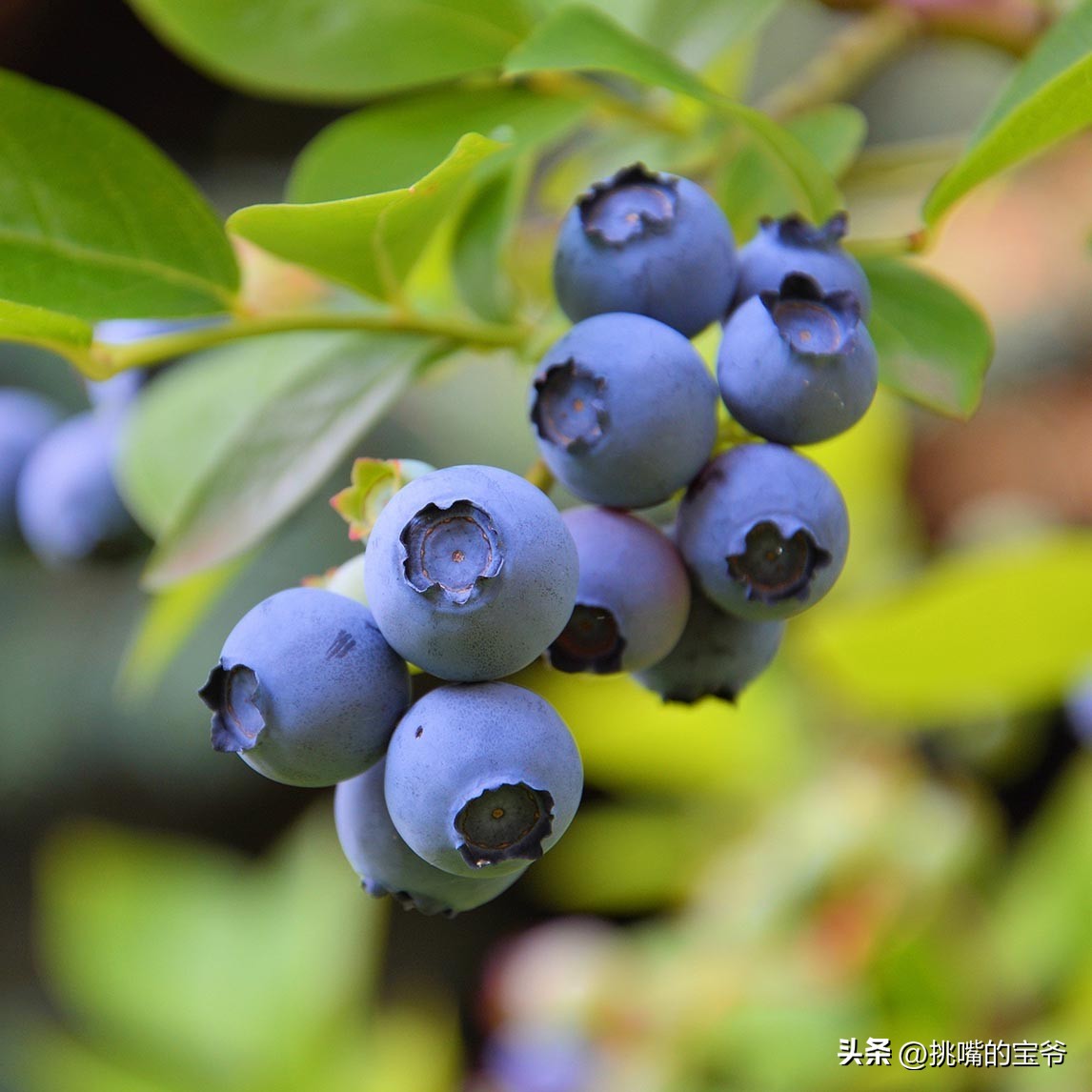 Blueberry is not a "berry", not only high-cold, but also good at ...