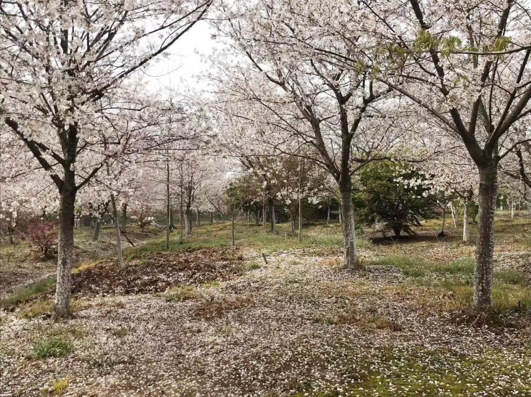 Real shot!Another 100-acre cherry blossom forest in Danyang is in full ...